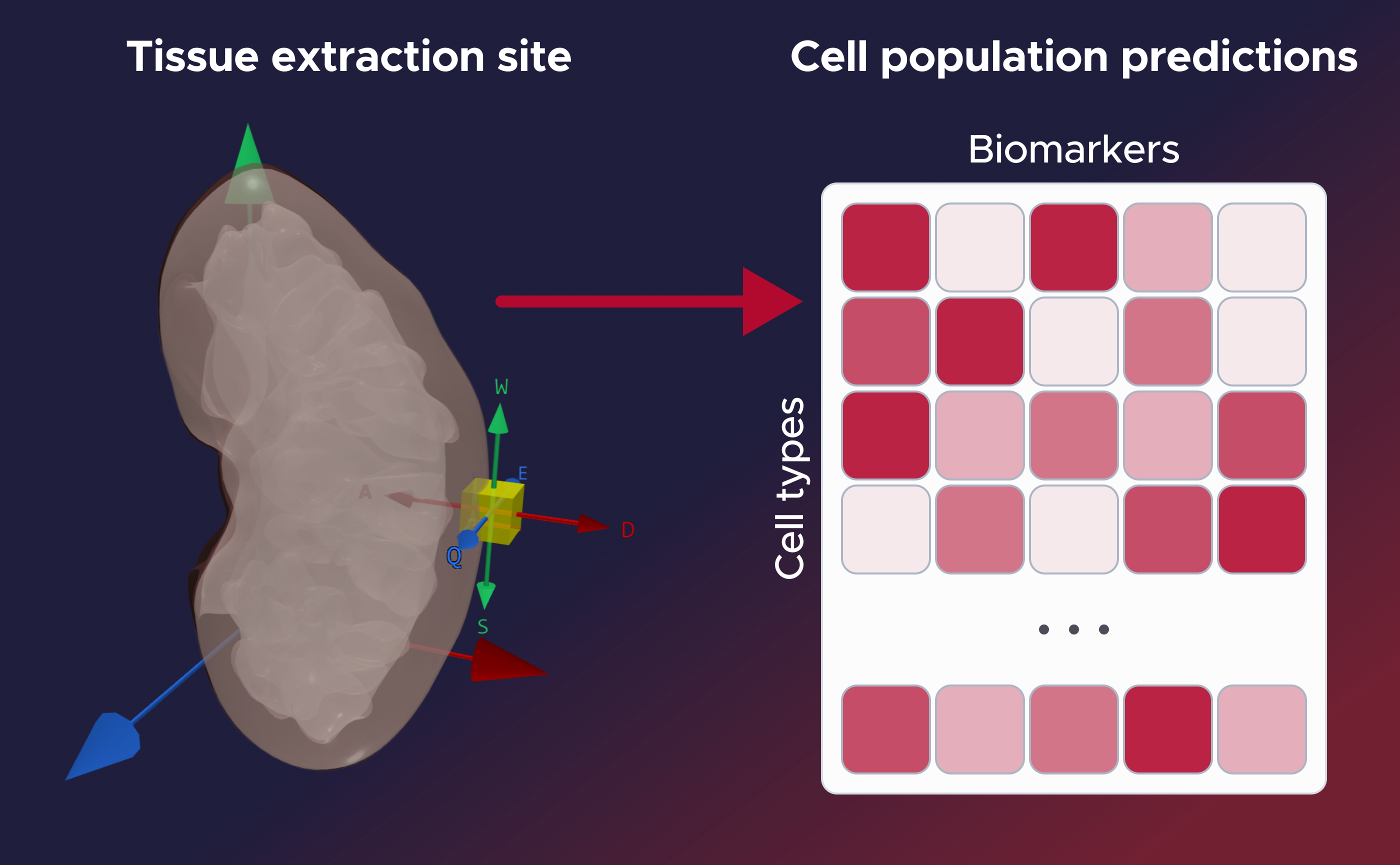 Human Reference Atlas Documentation